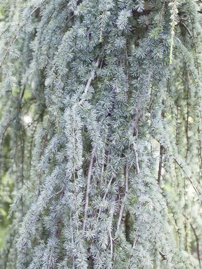 Cedr atlaský 'Glauca Pendula' | Západočeská Zahradnická