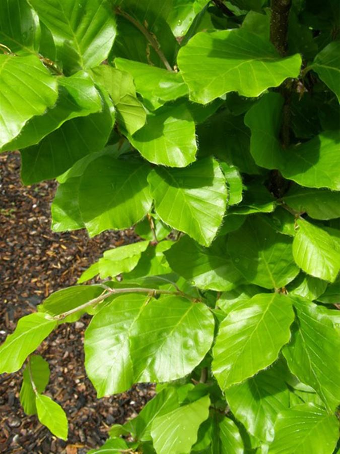 Buk lesní 'Dawyck' | Západočeská Zahradnická