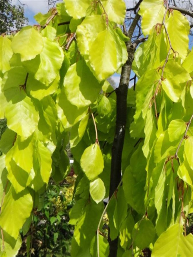 Buk lesní 'Pendula' | Západočeská Zahradnická