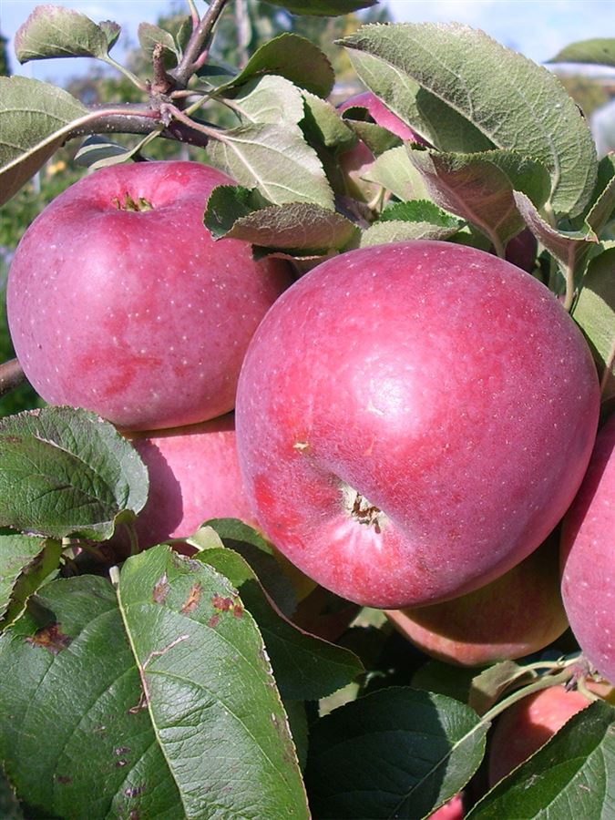 Jabloň domácí 'Admiral' | Západočeská Zahradnická