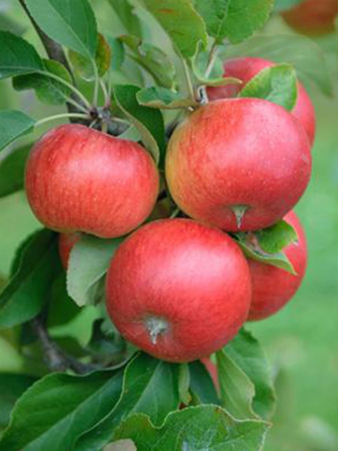 Jabloň domácí 'Allegro' | Západočeská Zahradnická
