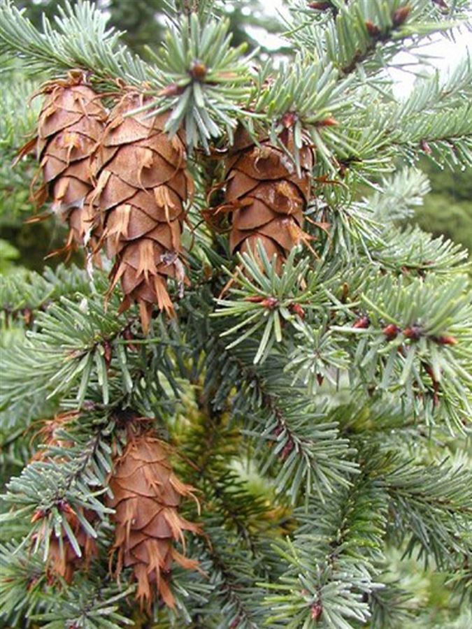 douglaska tisolistá 'Fastigiata' | Západočeská Zahradnická