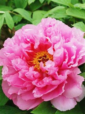 Pivoňka dřevitá 'Rou Fu Rong' | Západočeská Zahradnická