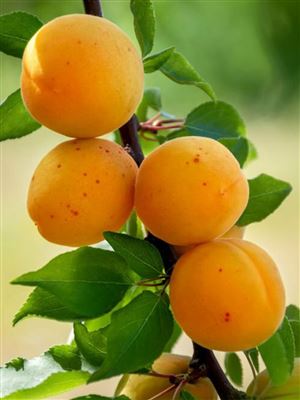 Meruňka 'Velkopavlovická' | Západočeská Zahradnická