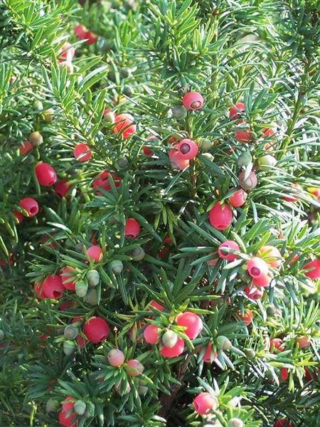 Tis prostřední 'Hicksii' | Západočeská Zahradnická