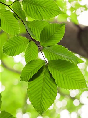 Buk lesní | Západočeská Zahradnická