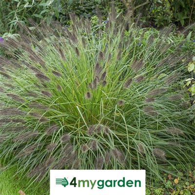 Dochan psárkový 'Moudry' | Západočeská Zahradnická