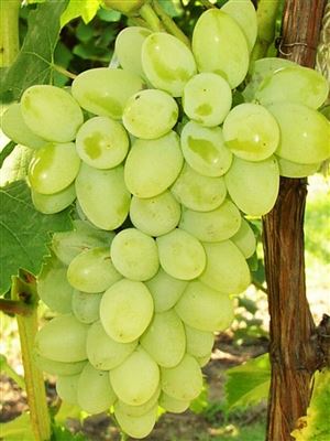 réva vinná 'Regal Seedless' | Západočeská Zahradnická