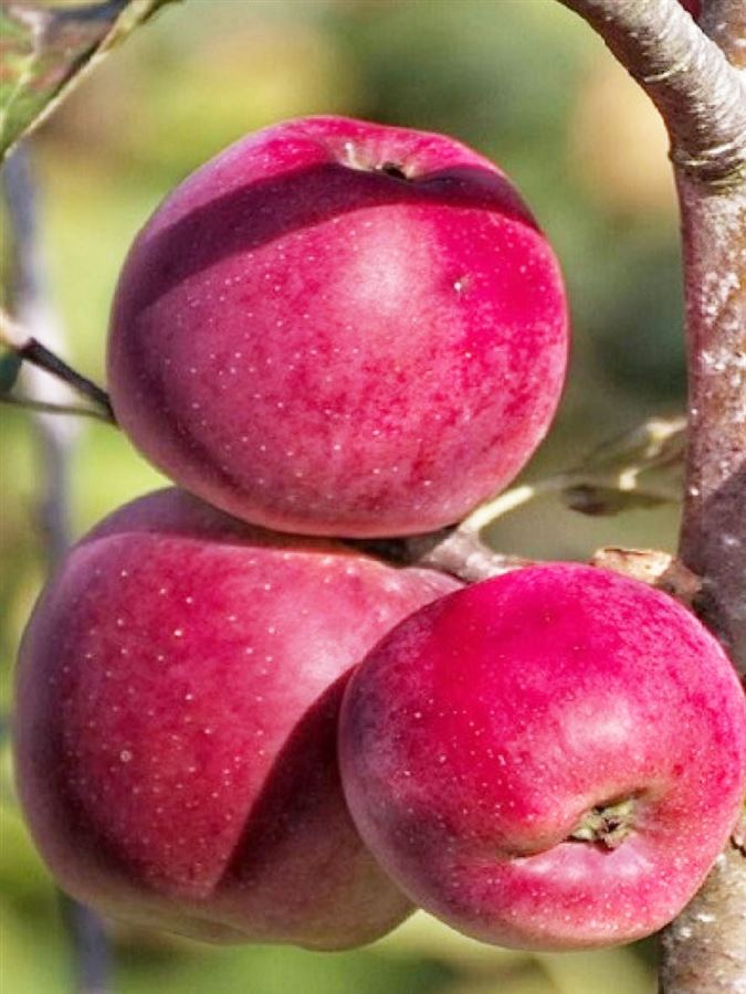 jabloň domácí 'Malinové hornokrajské' | Západočeská Zahradnická